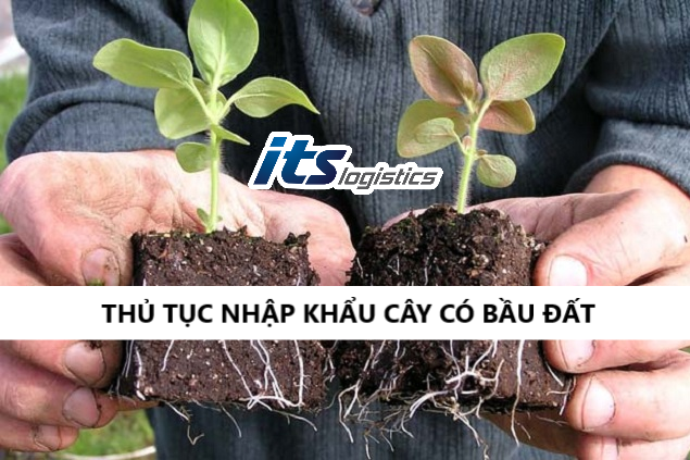 THỦ TỤC NHẬP KHẨU CÂY CÓ BẦU ĐẤT – CỔNG THÔNG TIN ITS LOGISTICs